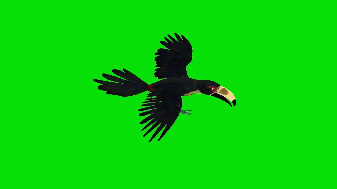 3D crow animation 🕃crow green screen no copyright🕃Crow green screen ...