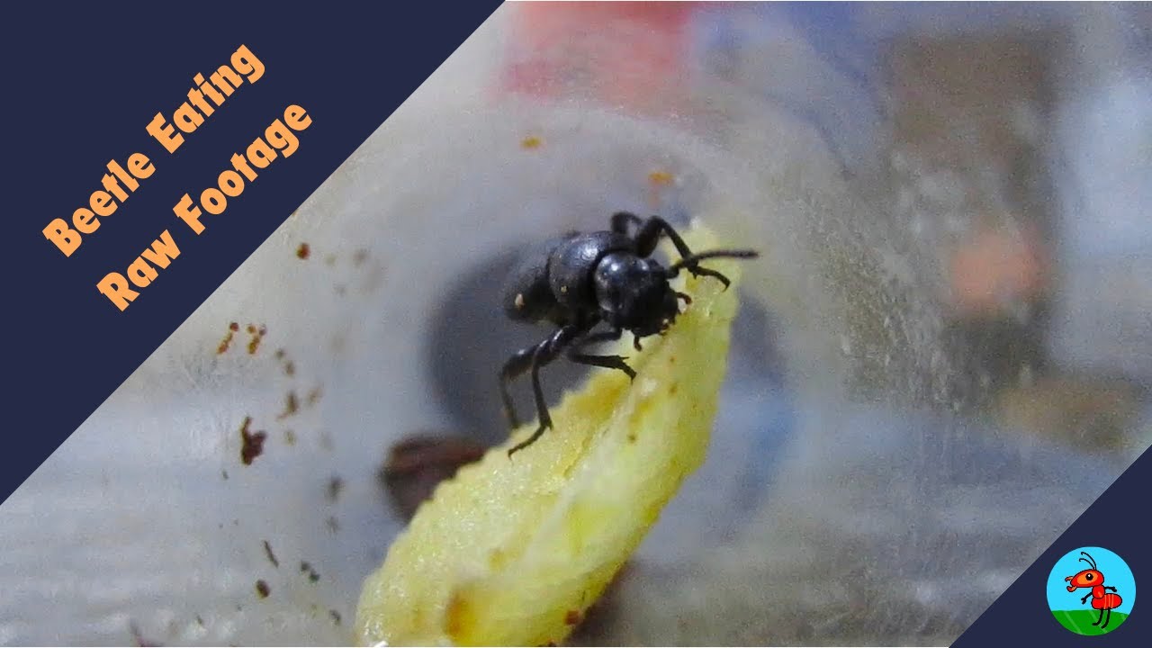 Beetle Eating Apple Slice Raw Footage #insects #beetle #entomology ...