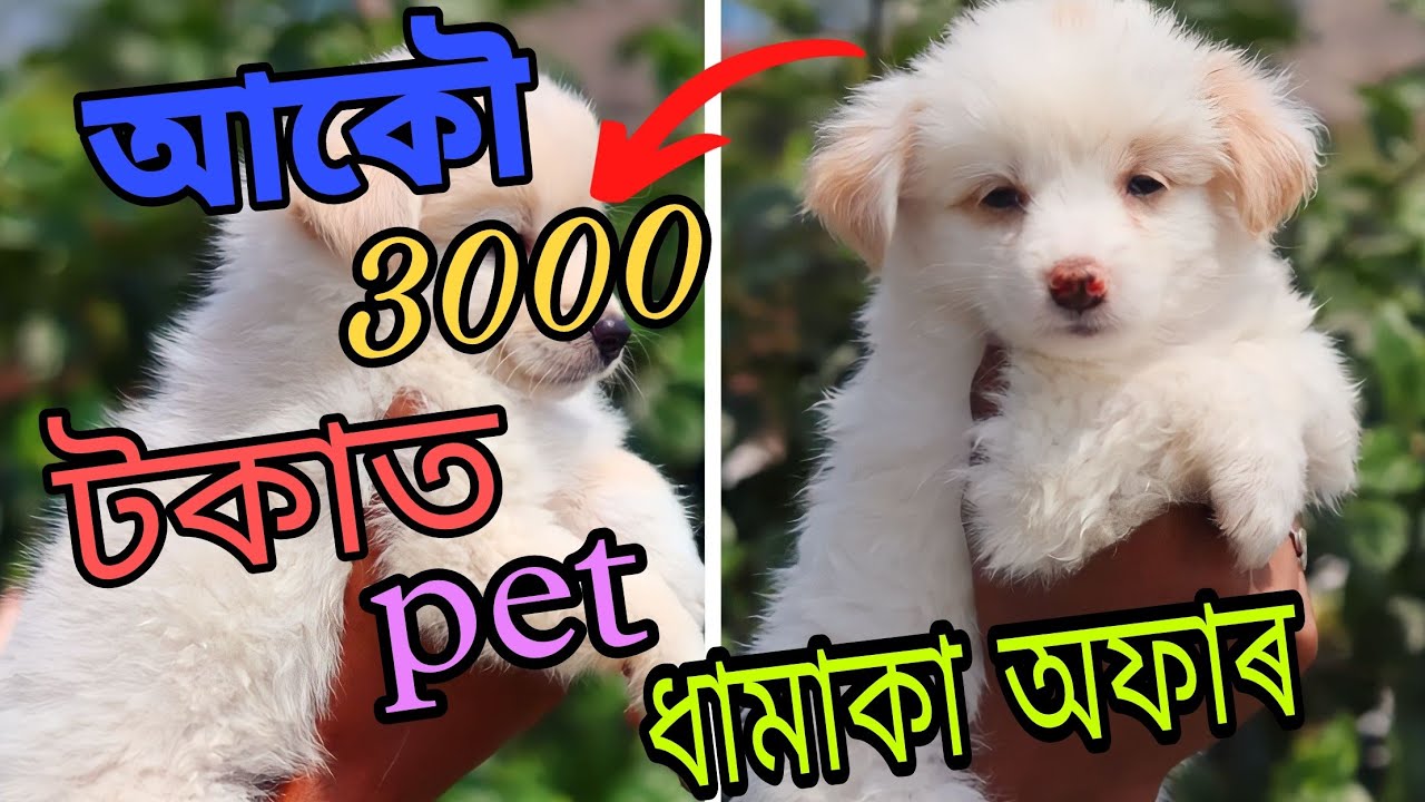 dog market in guwahati | মাএ 3000 পাব মৰম লগা dog | BJ PET | pet shop ...