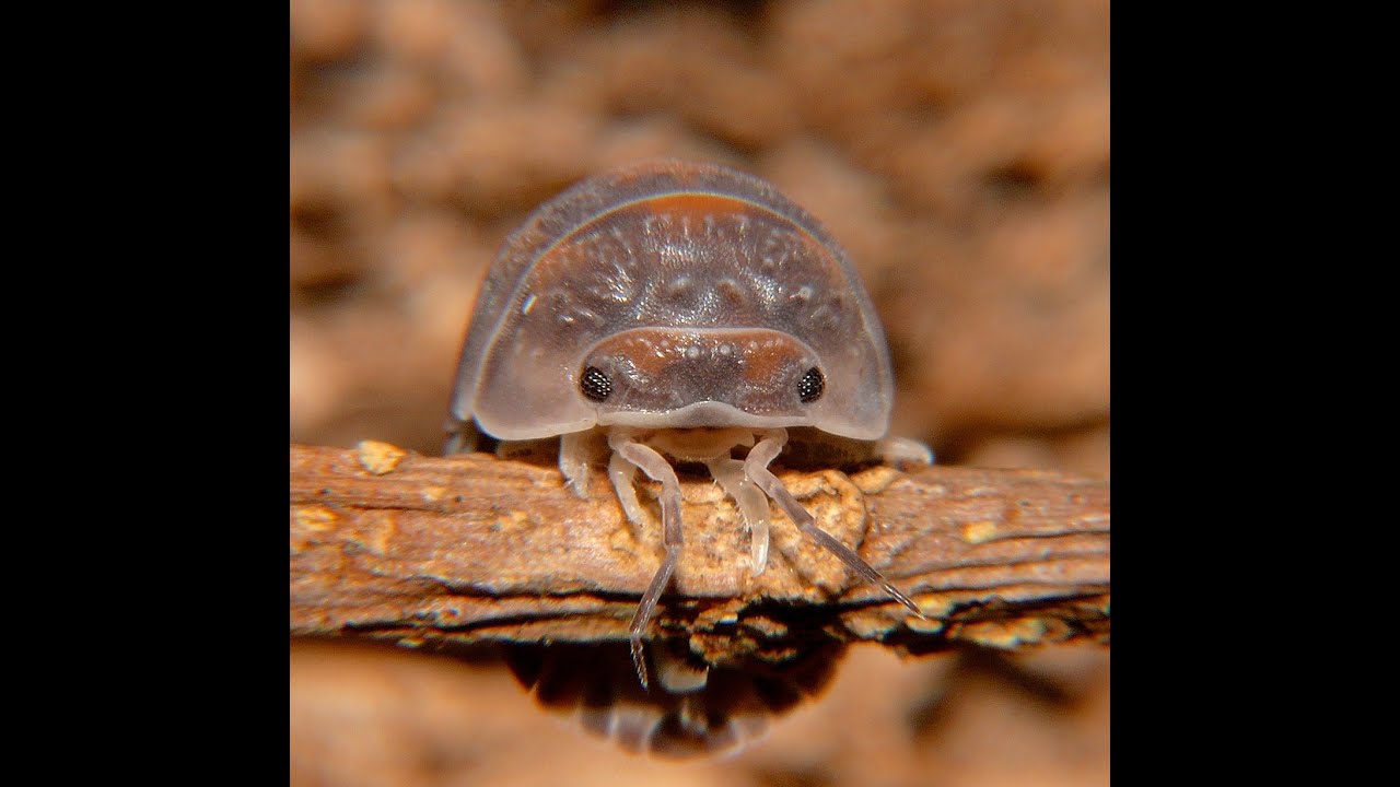 MASSIVE isopod - revolution! (Making an ISOPOD enclosure) - YouTube
