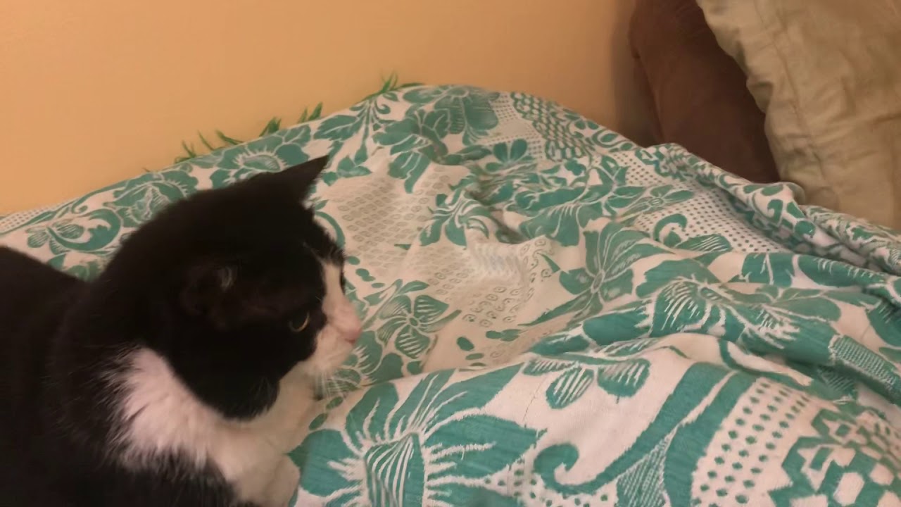 Cat chasing me - YouTube