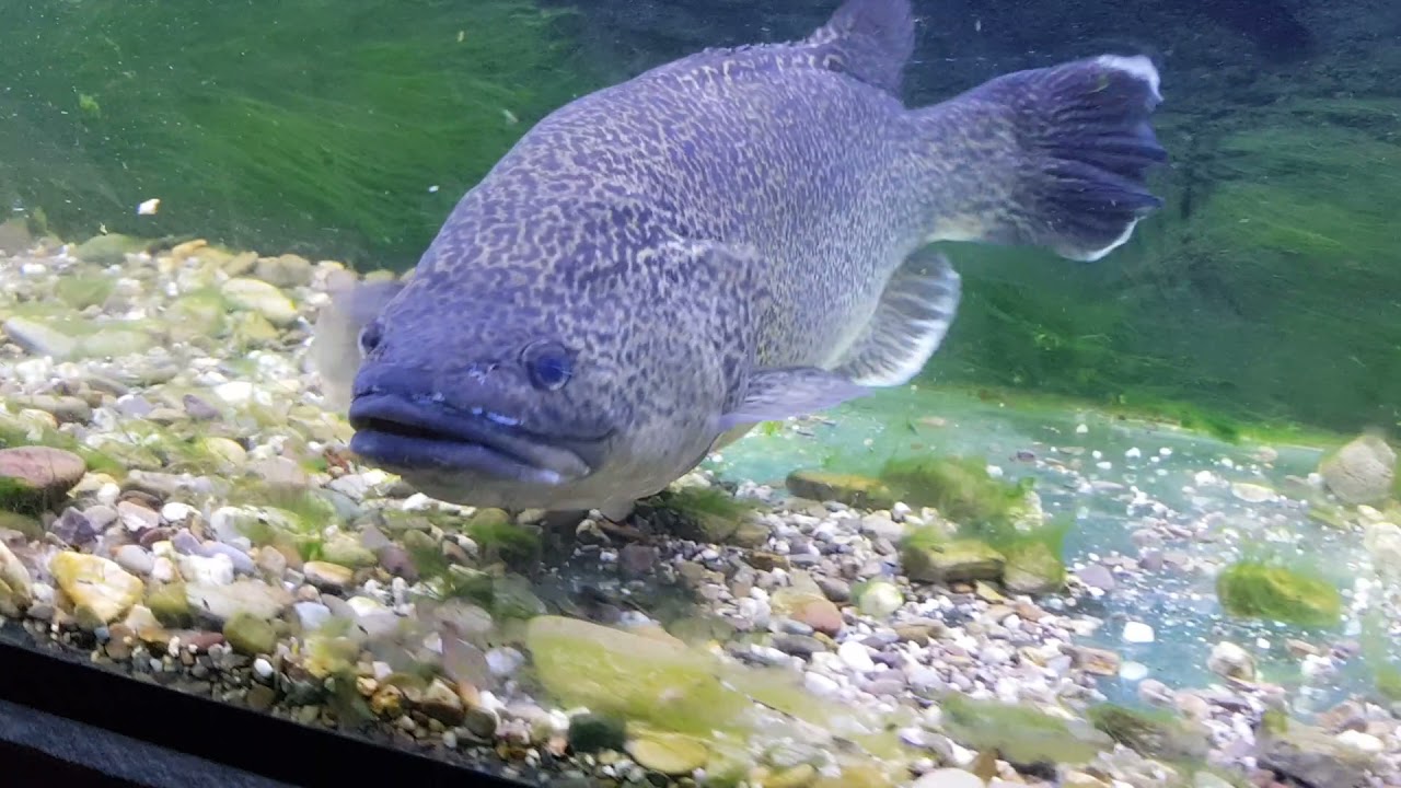 Murray Cod vs Redfin Perch #fish #murraycod #aquarium #australia # ...