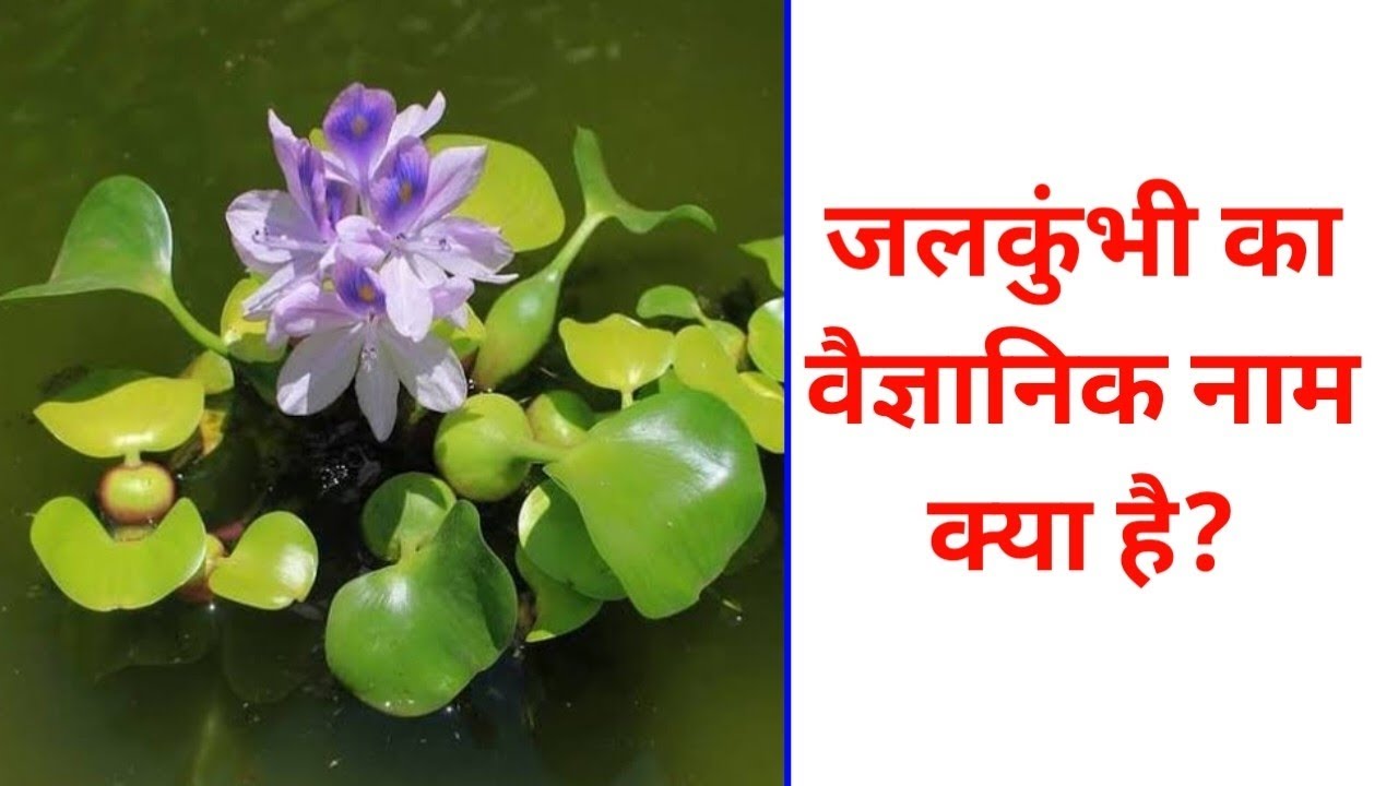 जलकुंभी का वैज्ञानिक नाम क्या है | jalkumbhi ka vaigyanik naam kya hai ...