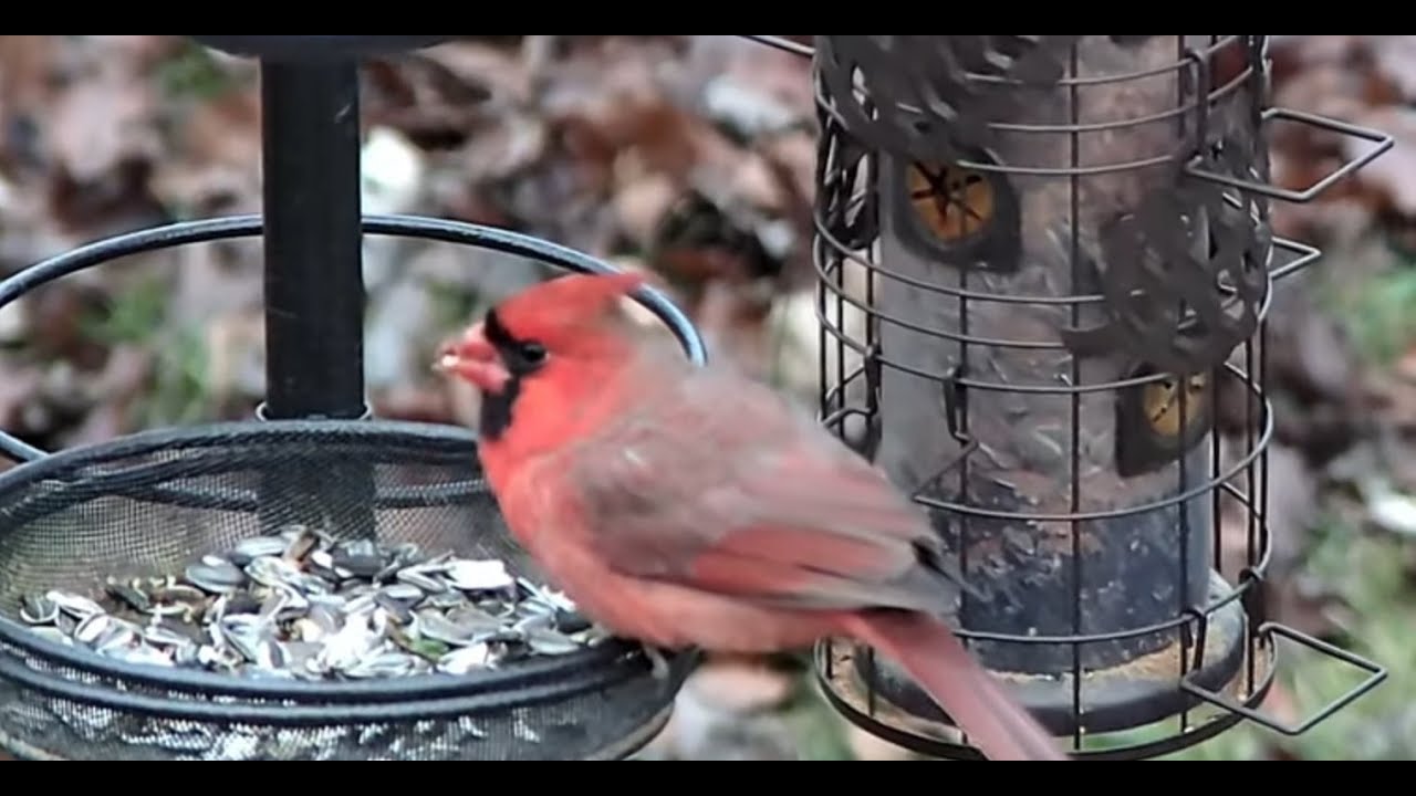 Live bird feeder stream in Windsor, Ontario! December 28th - YouTube
