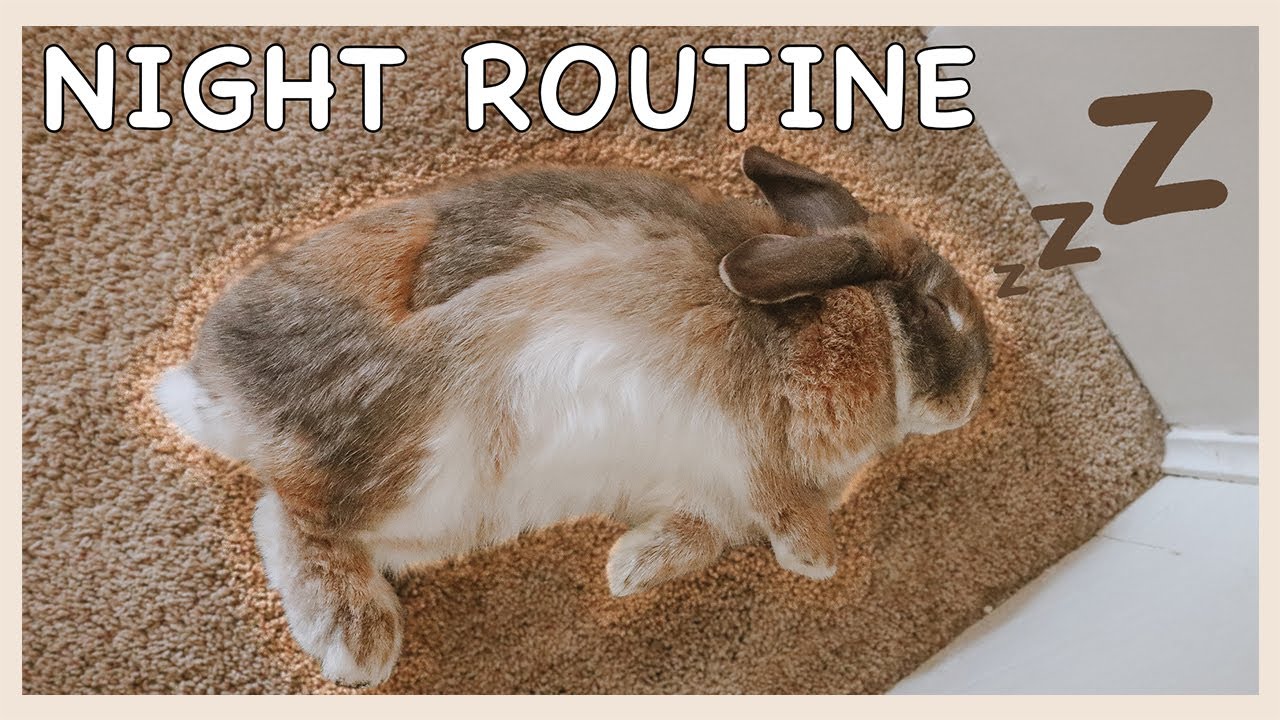 IN DEPTH Bunny Night Routine - YouTube