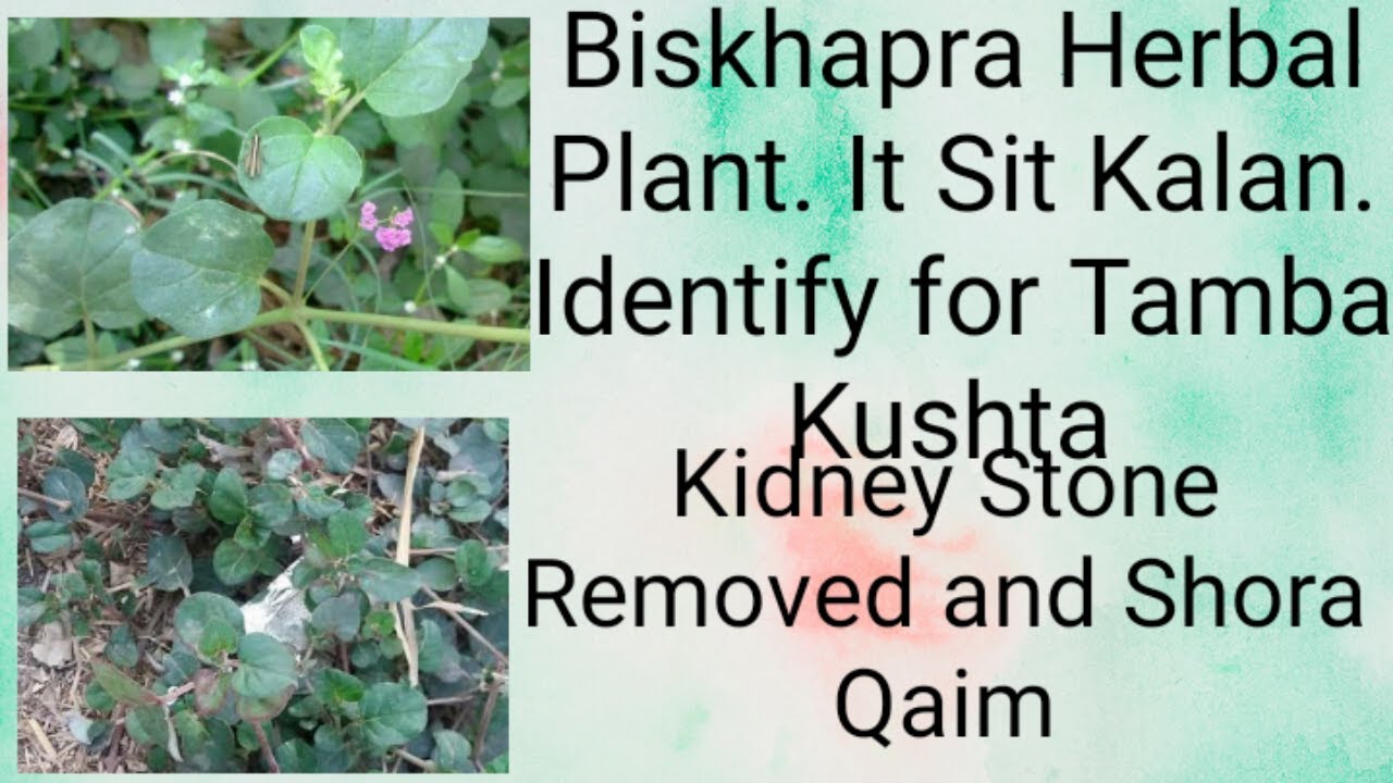 بسکھپرا Biskhapra, Bari It Sitبڑی اٹ سٹ - YouTube