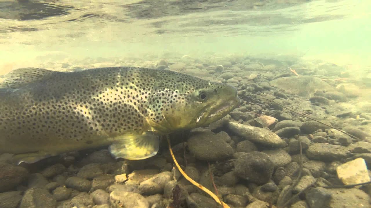 4 1/2 lb brown trout release - YouTube