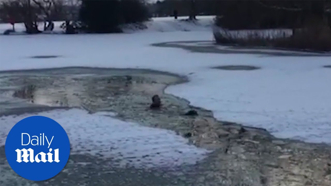 Man dives into frozen pond to rescue stranger's dog - Daily Mail - YouTube