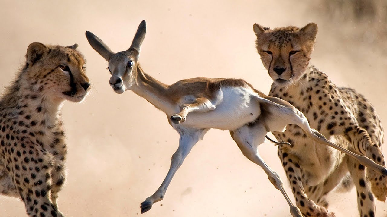 TOP Most Powerful Big Cats on Earth Attacks Compilation - YouTube