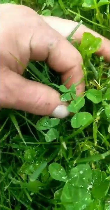 how to find four leaf clovers - YouTube