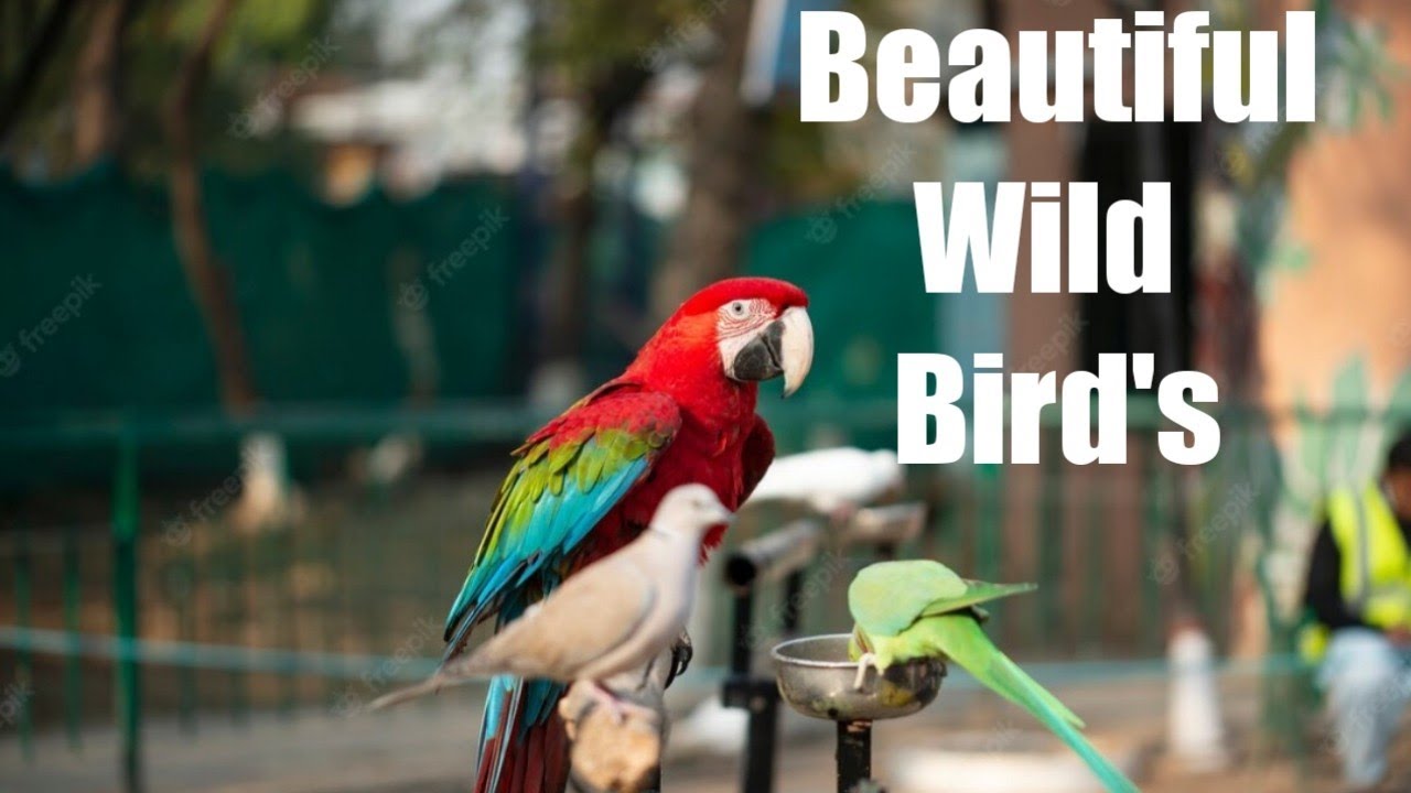 Beautiful Birds Singing and Chirping in garden 🦜🦅🐦🐦|| Flying Himachali ...