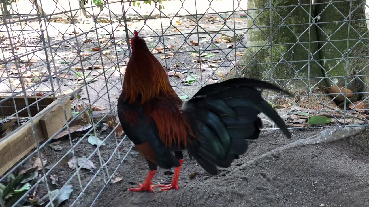 Asil Kelso 1,1kilo gà tơ 6tháng - YouTube