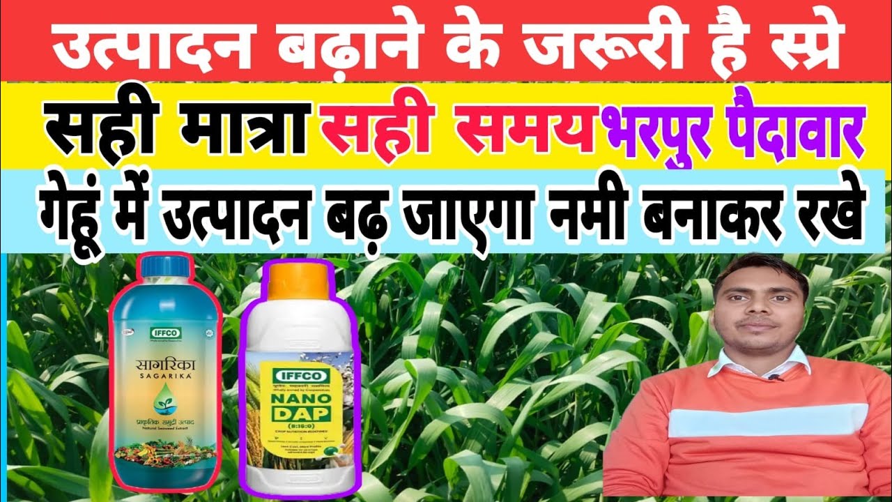 गेहूं की फसल उत्पादन बढ़ाने के लिए जरूरी है स्प्रे II सही मात्रा II सही ...