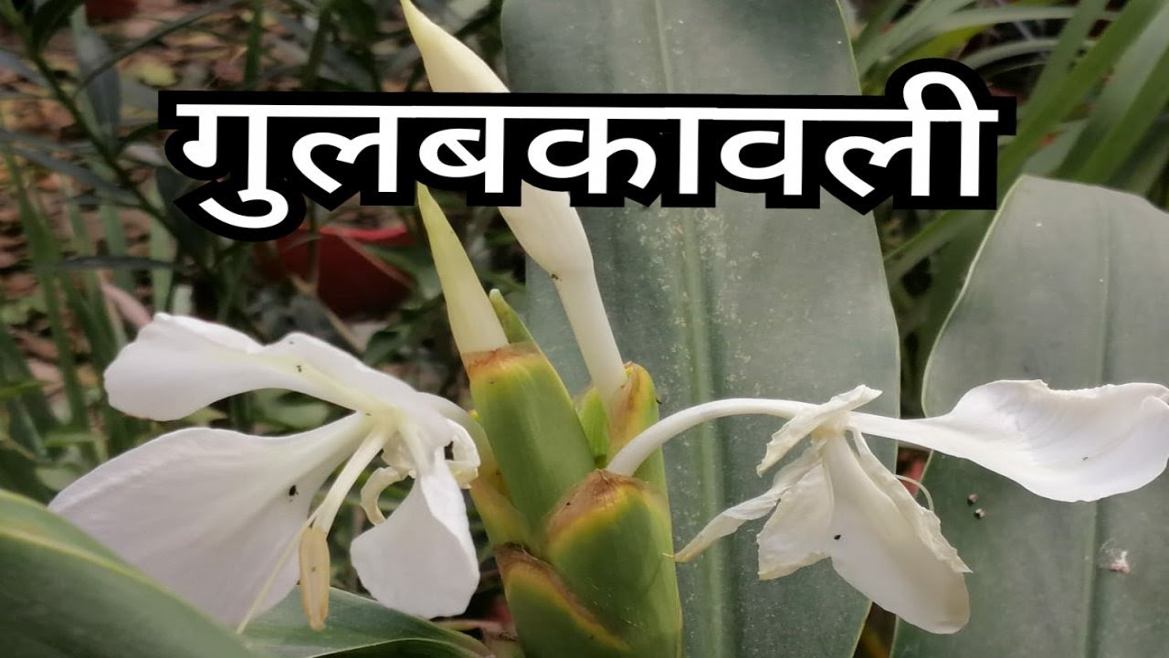 Medicinal Plant Gulebakavali / Hedychium Coronarium / white ginger Lily ...