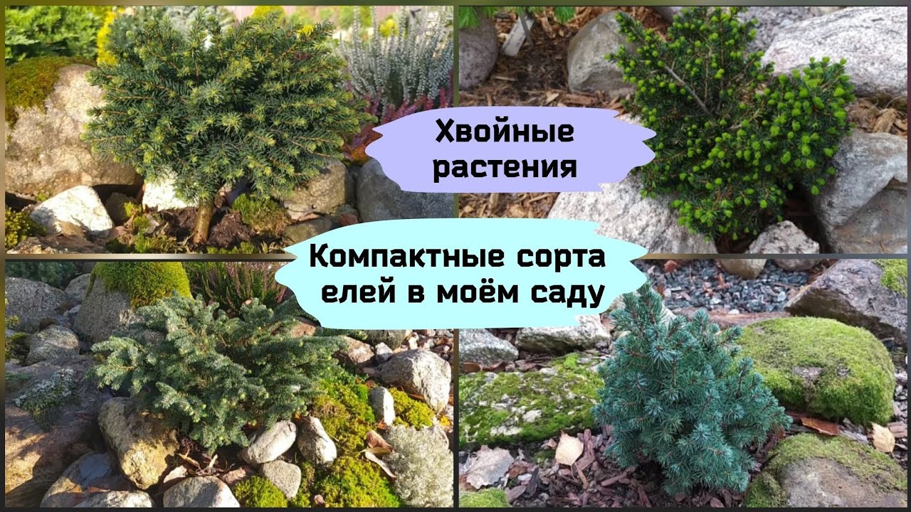 Хвойные растения Компактные сорта елей в моём саду Youtube