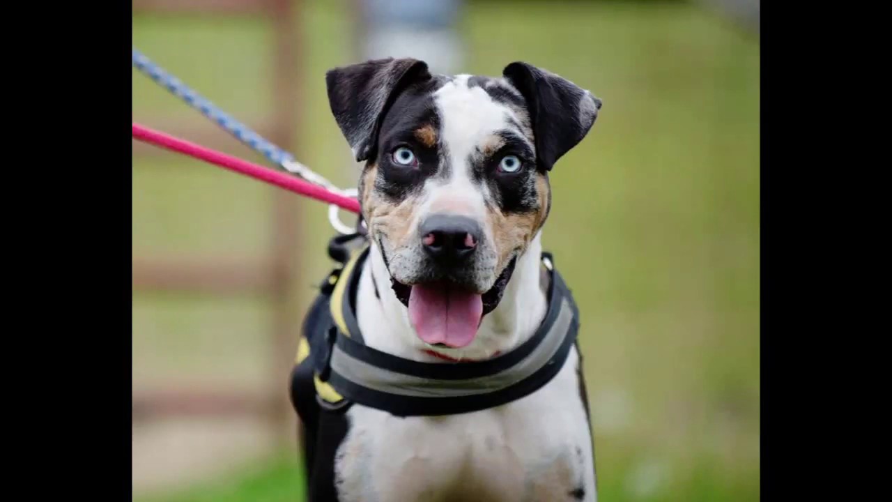 CALHOON: Love is in the air with this boy! - YouTube
