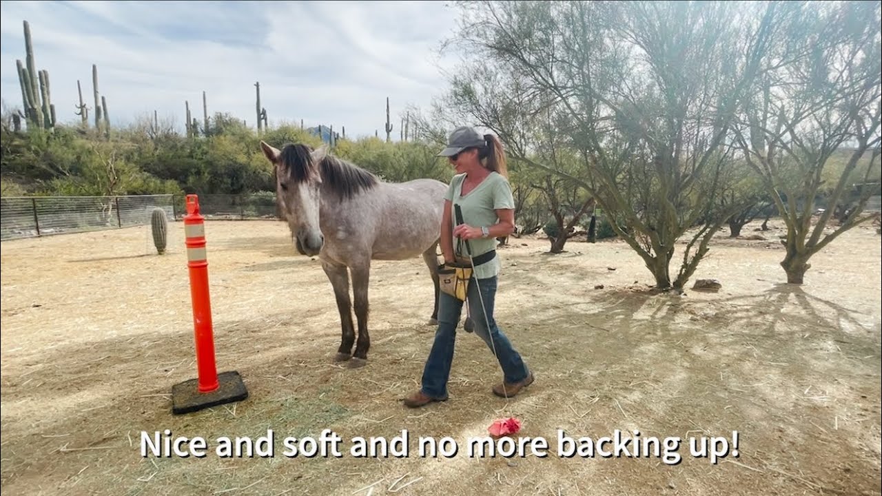 Modern Mustang Gentling: Tsuki Day 42 - Back Hoof Lifting - YouTube