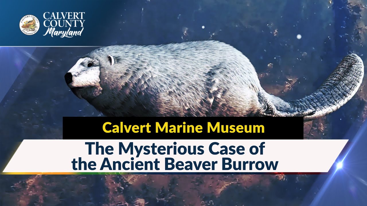 The Mysterious Case of the Ancient Beaver Burrow - YouTube
