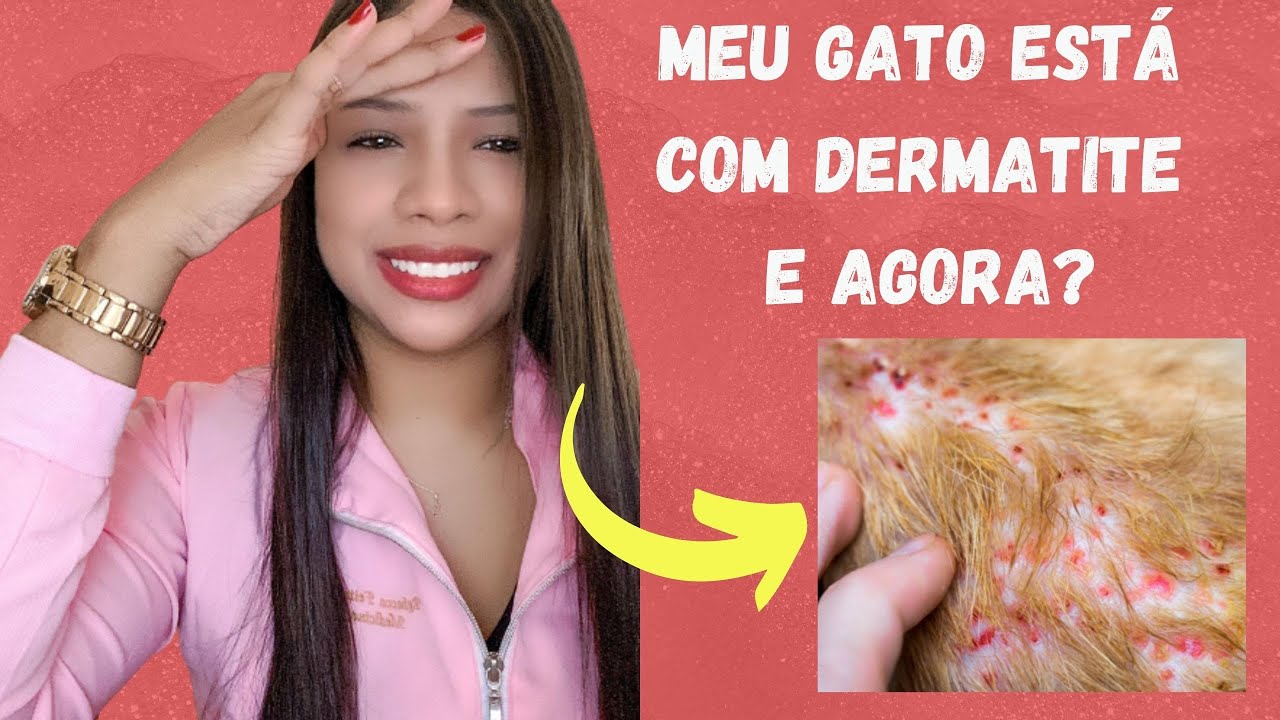 EITA! Dermatite em Gatos Como Tratar? (DERMATITE FELINA) 🐱 Vida ...