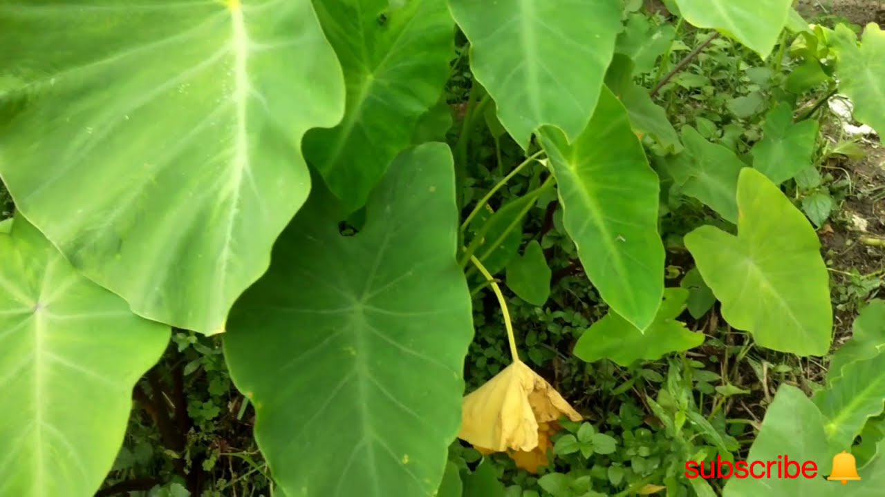 Kochu Pata Recipe || Taro Leaf Recipe - YouTube