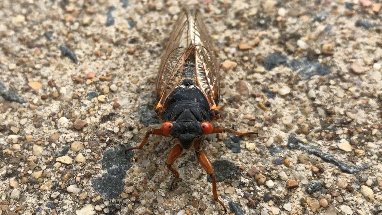 Cicadas Mating - YouTube