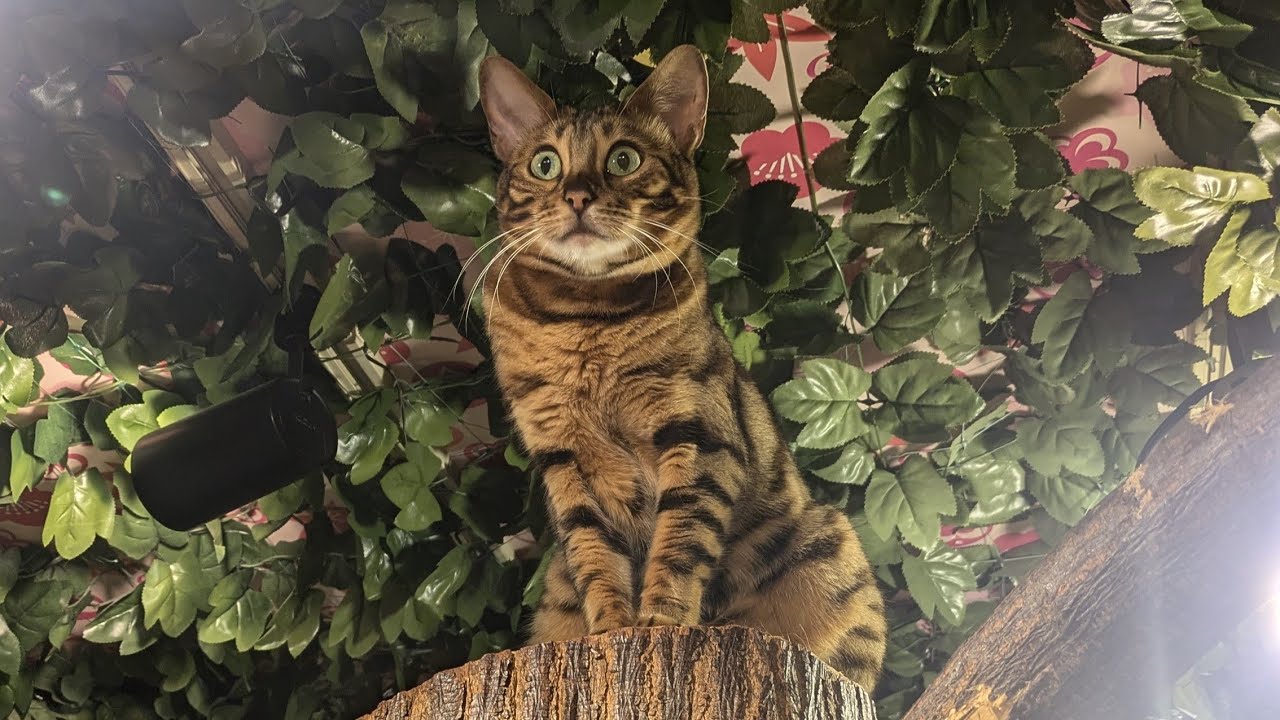 Bengal Cat's Forest in Japan - YouTube