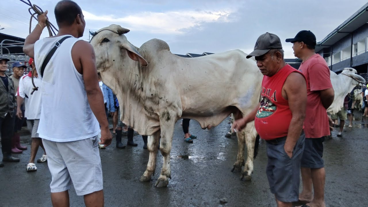 Update Prices August 2,2024 Padre Garcia Batangas Livestock Auction ...