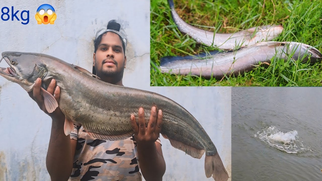 8Kg 😱Patan Fish Catching 🎣🐟 On Spoon Hook !! Wallago Attu Fishing ...