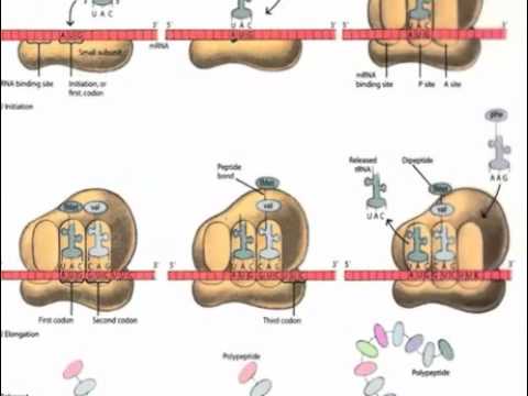 DNA Part 3- Translation-Bio 12 - YouTube