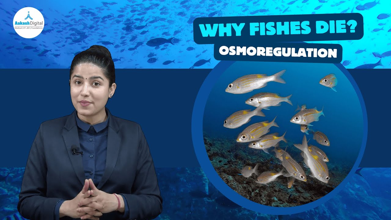 Water Adaptations in Fishes | Zoology | Aquatic Life Explained - YouTube