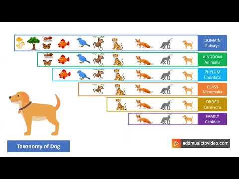Taxonomy of Dog - YouTube