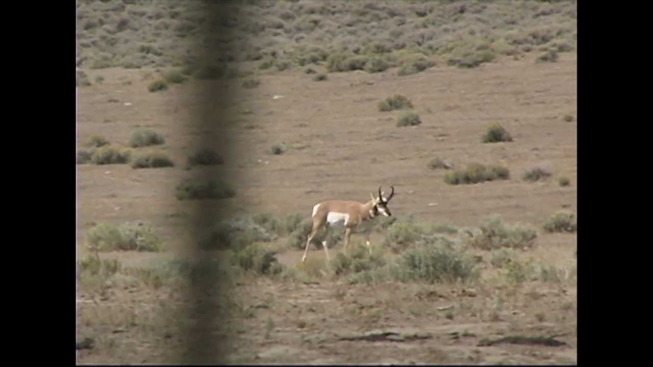 Antelope spot and stalk - YouTube