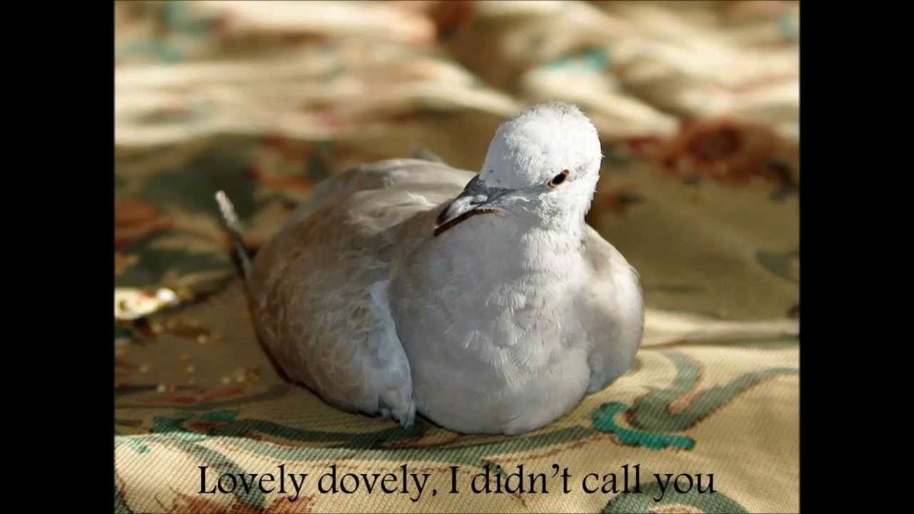 Lovely dovely - YouTube