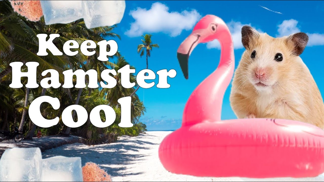 How to Keep Your Hamster Cool in Summer + DIY | Hamster Care - YouTube