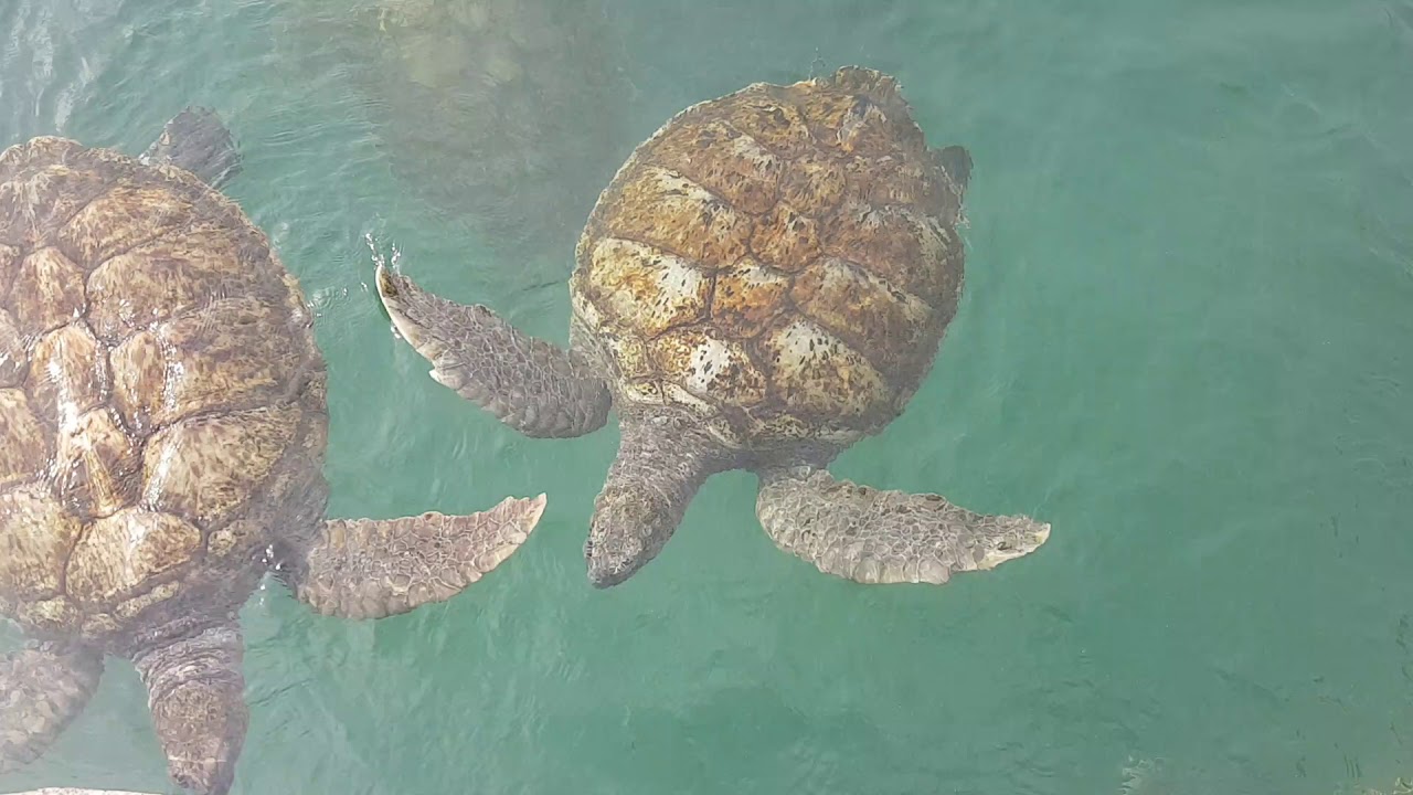Cayman islands - The Turtle Centre - YouTube
