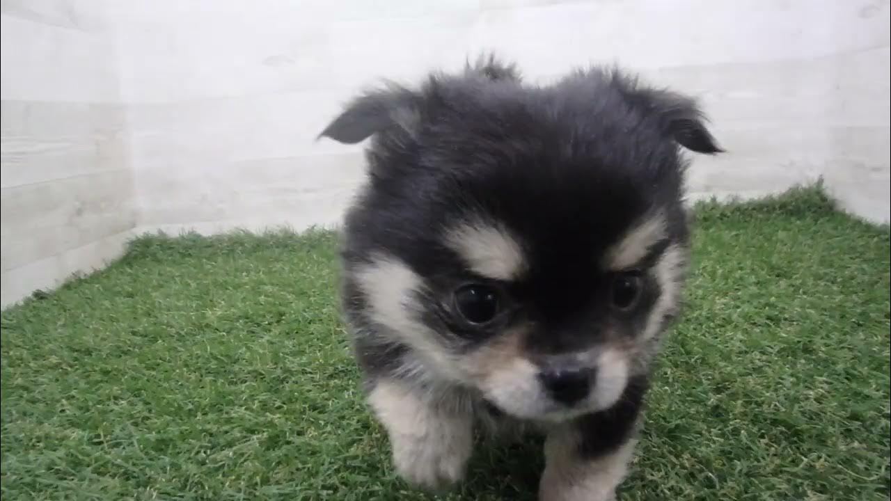 ペットショップcoo&riku No.00701898 MIX（ハーフ） - YouTube