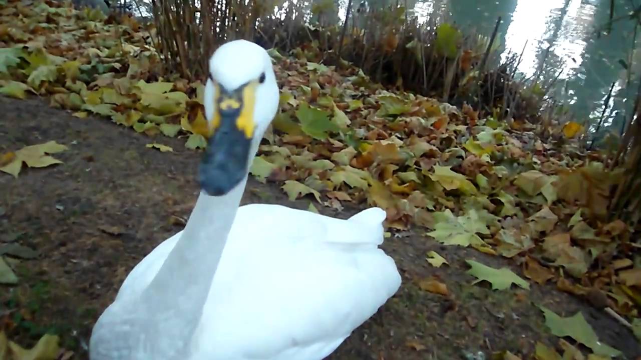 Sounds of Tundra Swans II by Ani Male - YouTube