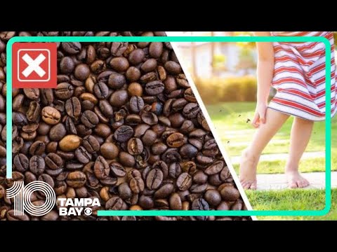 Can You Burn Coffee Grounds To Keep Mosquitoes Away