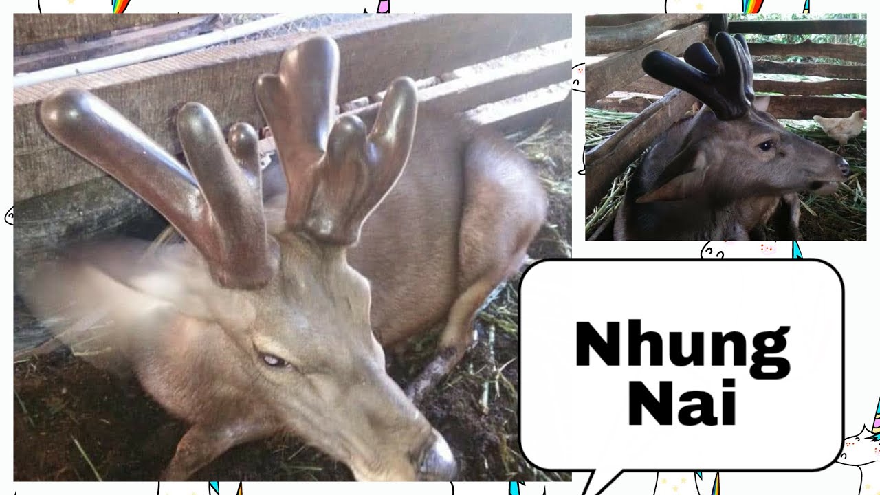 VY GIẢI TRÍ/CẮT NHUNG NAI #cận cảnh cắt Nhung Nai tại chuồng #Nhung Nai ...