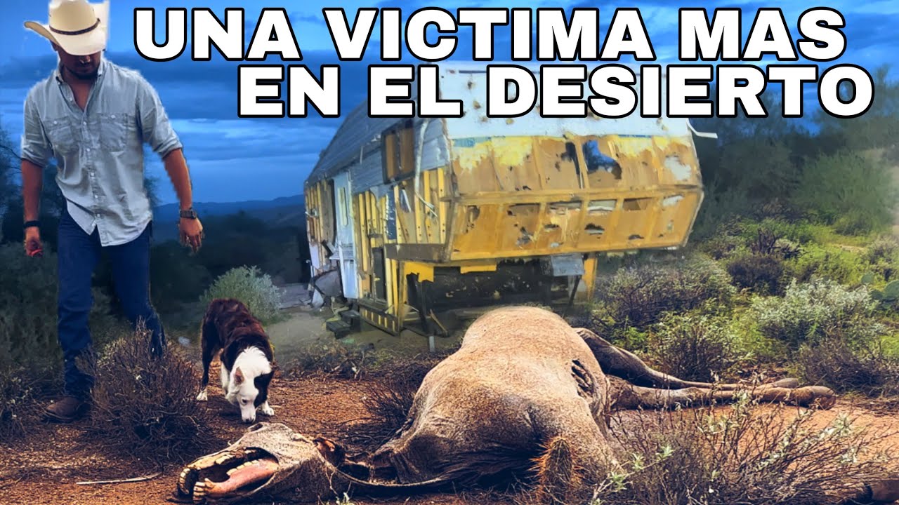 El Regreso De Chito Rastreando El Desierto De Arizona - YouTube