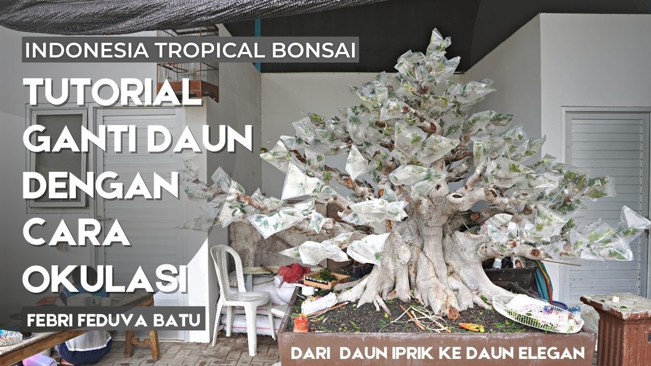 Tutorial ganti daun bonsai iprik jadi daun elegan oleh trainer muda dari kota batu, Mas Febri ...