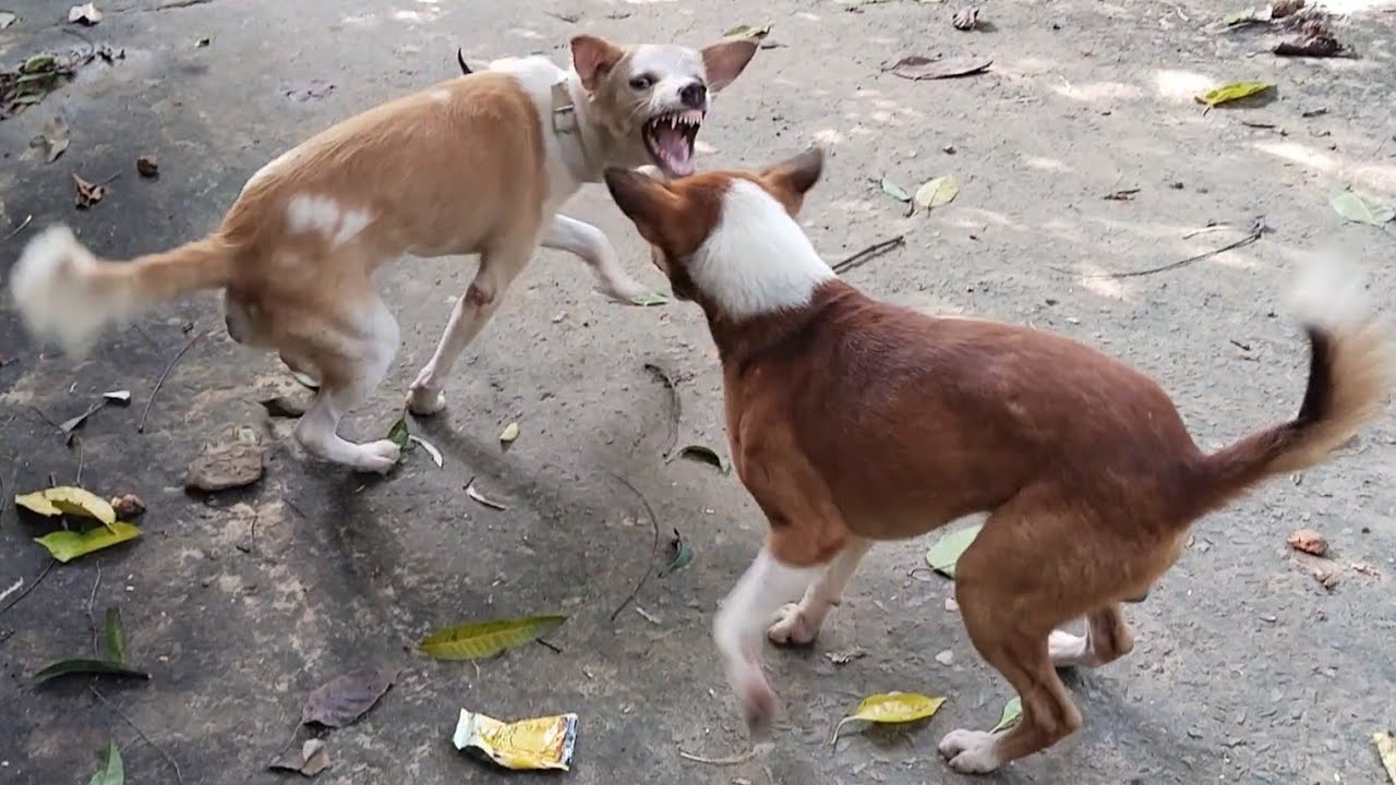 funniest dog video 🐕‍🦺🦮 funny dog fight #dog #funny #cute - YouTube
