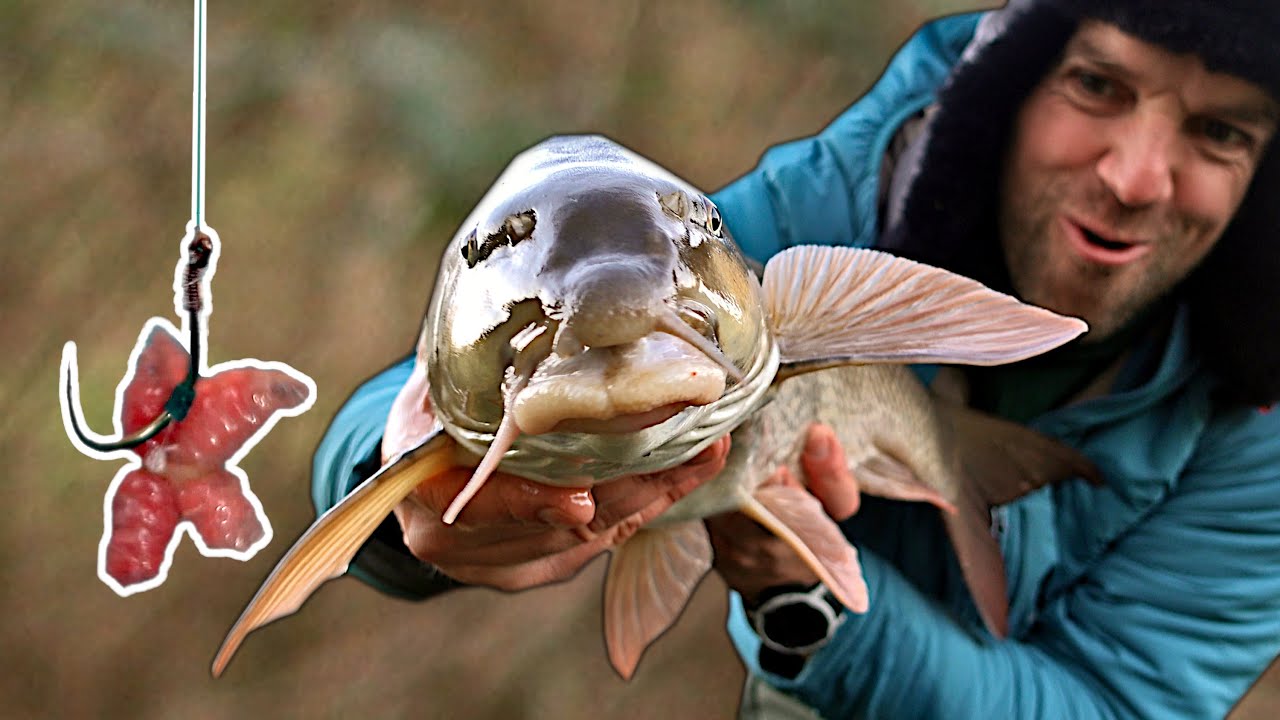 How to catch big BARBEL on maggots? Feeder fishing Trent - YouTube