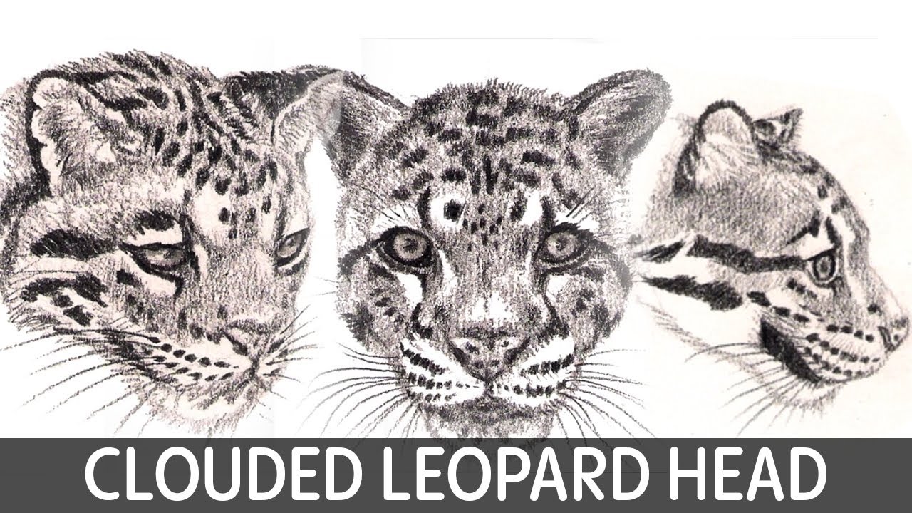 Leopard Head Drawing