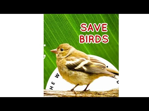 SAVE BIRDS - YouTube