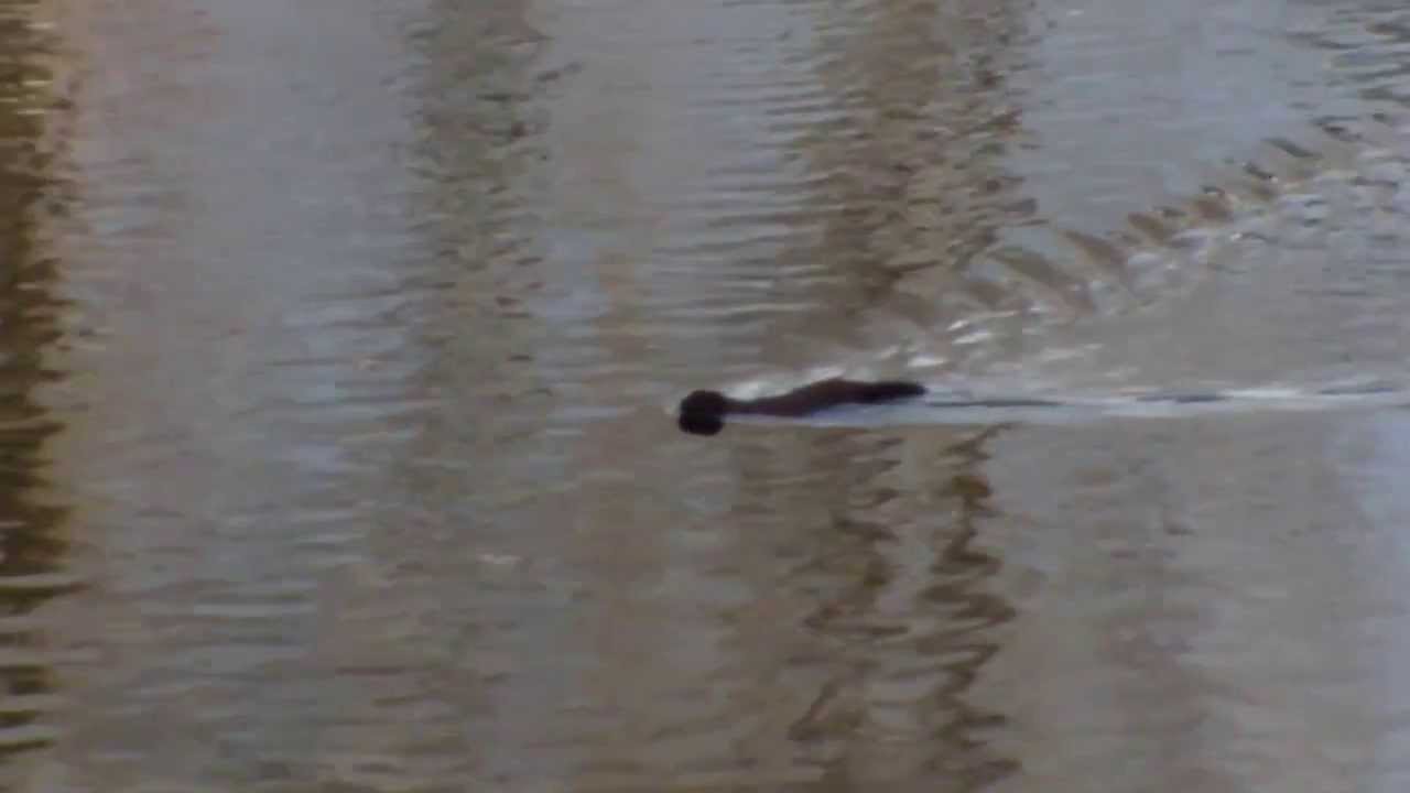 Mink on ice - attacks muskrat! - YouTube