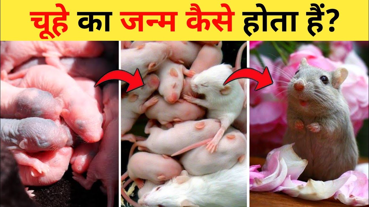 चूहे का जीवन चक्र | Rat Life Cycle Video | Life Cycle Of Rat In Hindi ...
