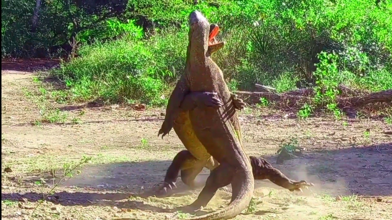 komodo dragon fighting dance 😱 - YouTube