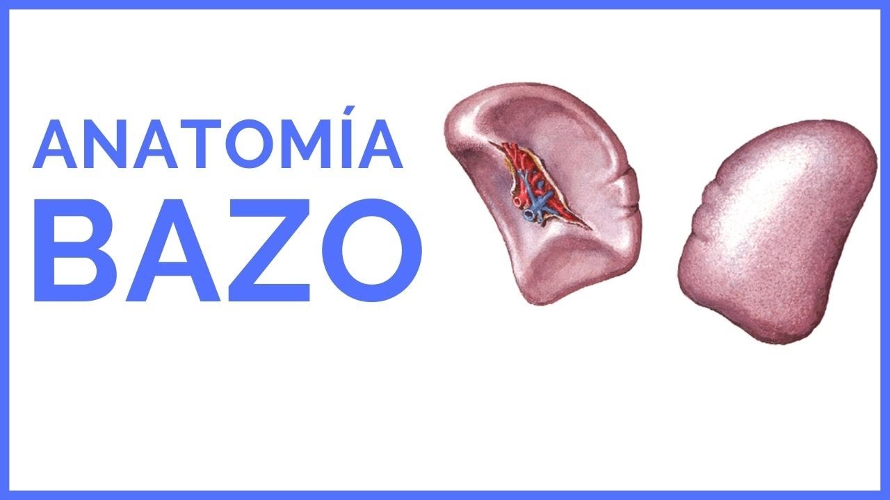 Anatomía del Bazo - YouTube