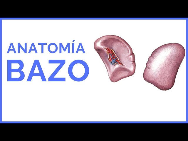 Anatomía Superficial Del Bazo